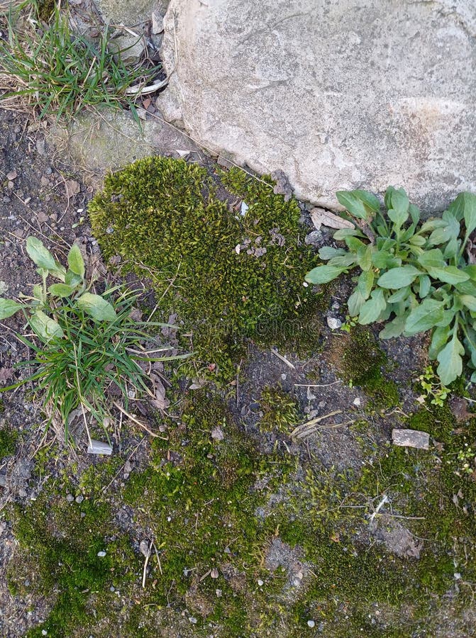 Moss Grass Sand Soil in Dunes on Slope Stock Photo - Image of ...