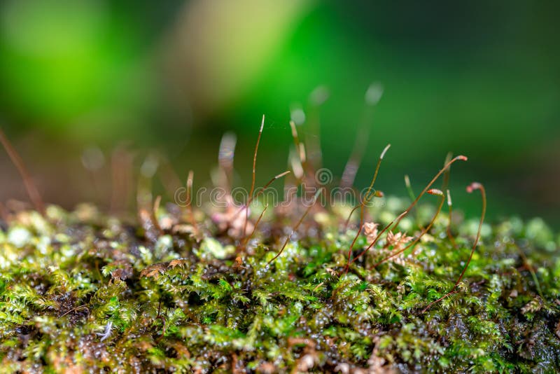 Green moss stock photo. Image of outdoor, grow, landscape - 247829444