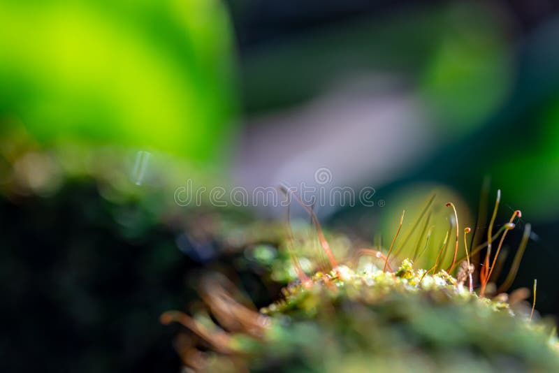 Green moss stock photo. Image of moss, park, closeup - 247829462