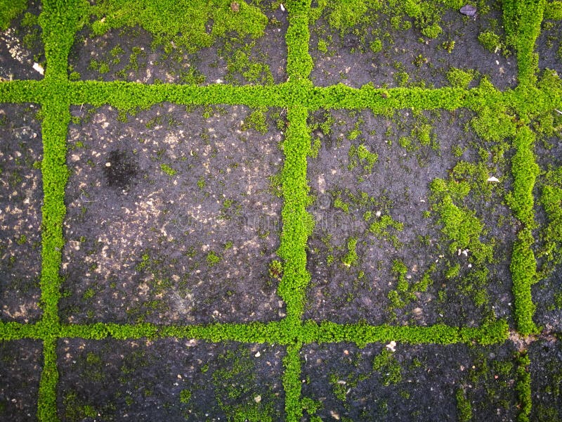 Green moss stock photo. Image of nature, green, background - 126136384