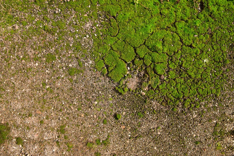 Moss Ground Normal Map Texture, Bump Map Texture Stock Photo - Image of ...