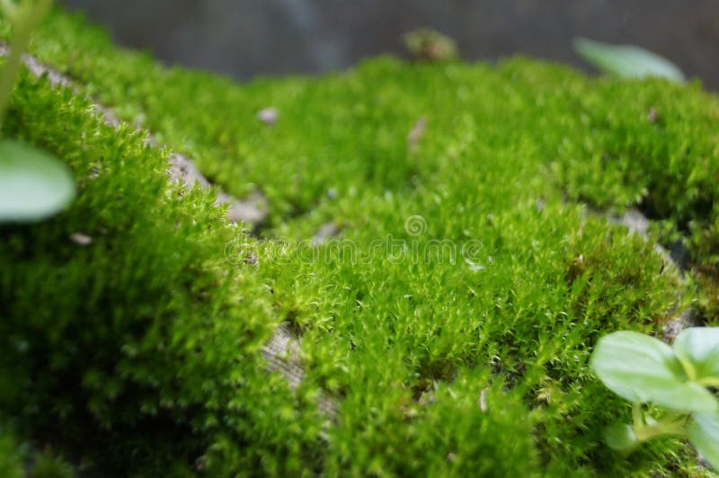 Green moss in the ground. stock image. Image of fresh - 161580591
