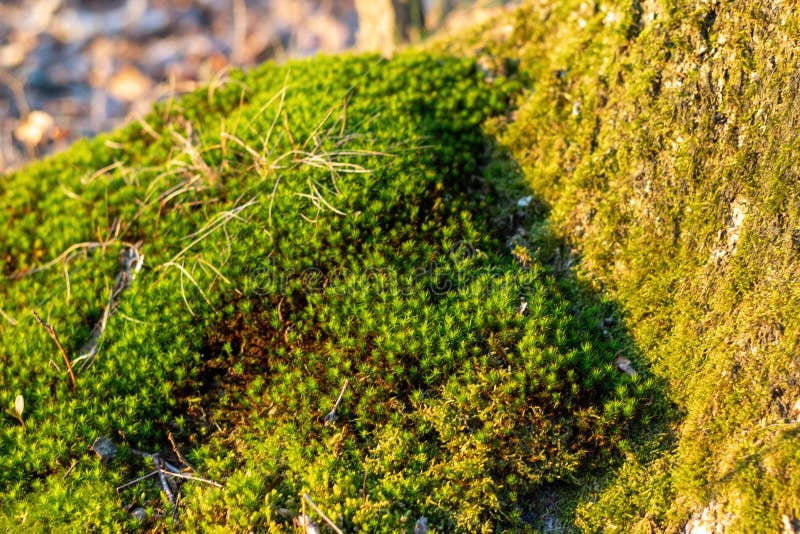 Green moss on the ground stock image. Image of growth - 266310433