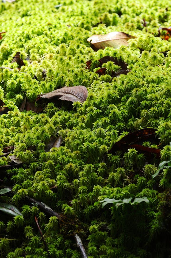 Green moss stock photo. Image of nature, green, stem - 33043418