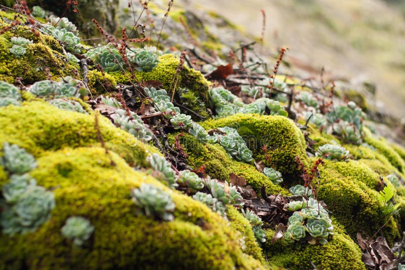 Green moss on the ground stock image. Image of wetland - 47783889