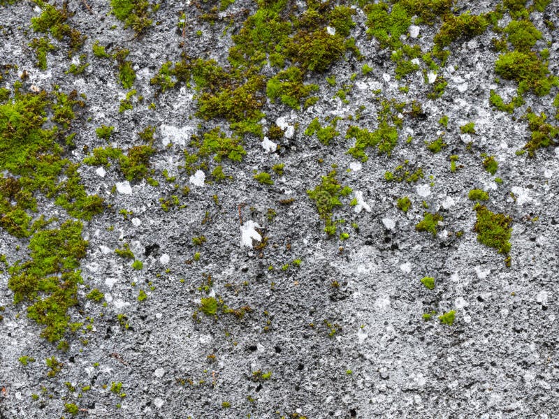 Green moss on the ground stock photo. Image of material - 291281714