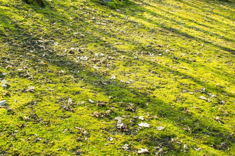 Green moss stock image. Image of ground, green, covered - 38422457