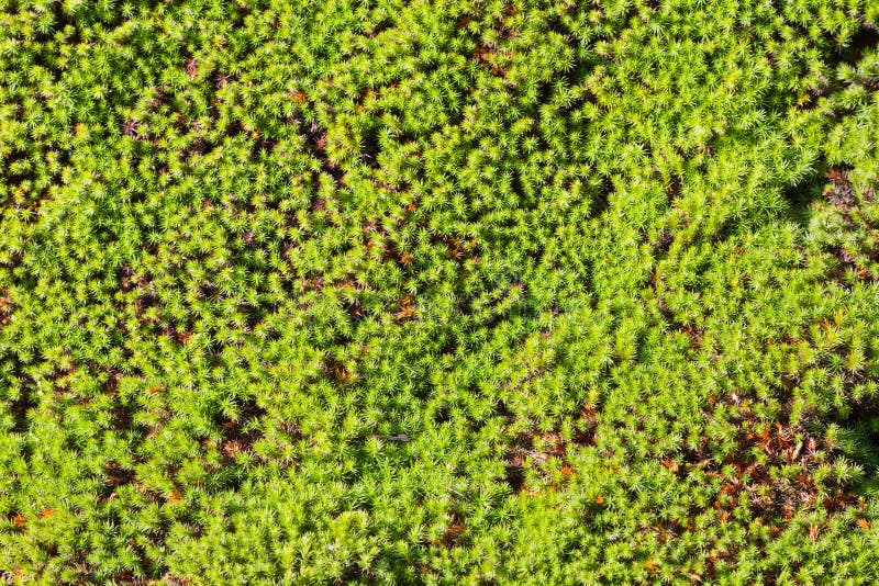 Green moss on ground stock image. Image of forest, abstract - 92333759