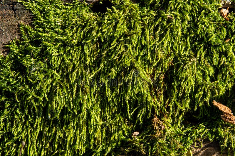 Green Moss on the Ground Surface in the Forest Stock Image - Image of ...