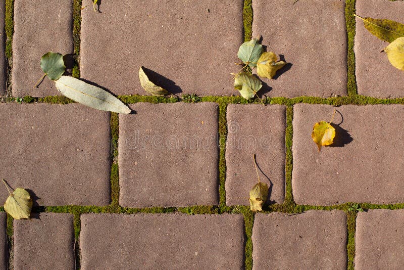 Green Moss Growing through the Asphalt, Texture of a Paved Path with ...