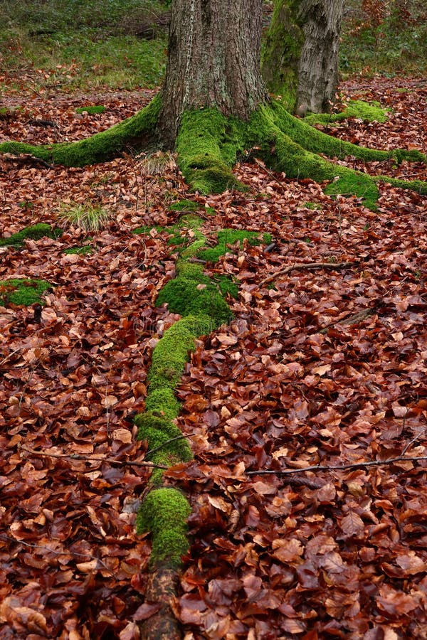 Green moss on tree roots stock photo. Image of background - 265548176