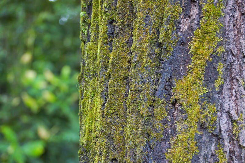 Green moss on tree trunk stock image. Image of foliage - 125054167