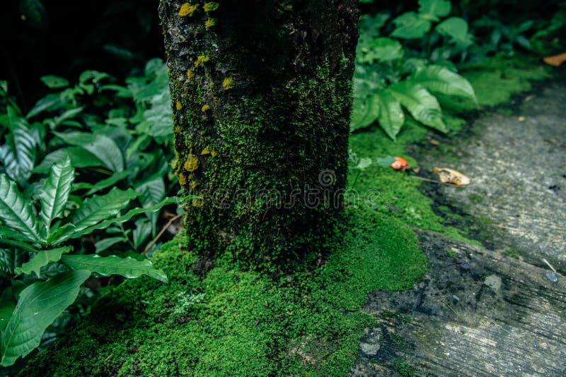 Green Moss Growing on Big Trees Stock Image - Image of moss, trees ...