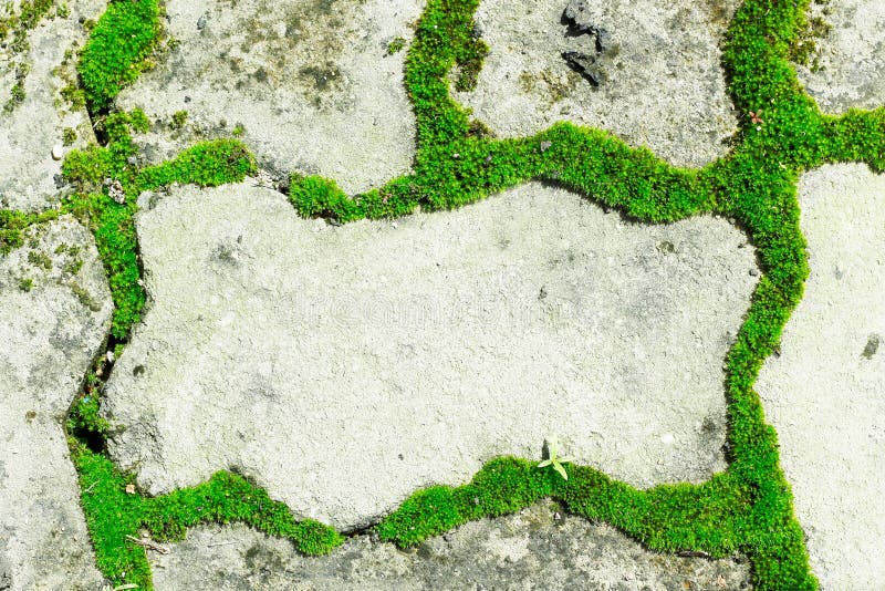 Green moss stock photo. Image of textured, block, green - 30419024