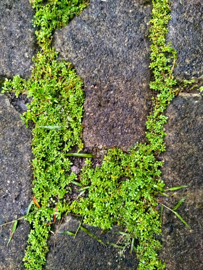 Green Moss Growing on the Conblock Stock Image - Image of nature ...