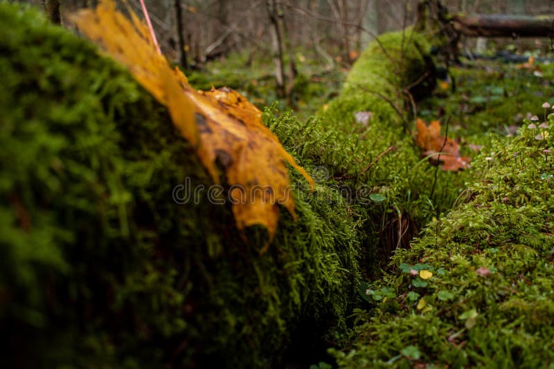 Green Moss Growing on a Dead Tree with Yellow Fallen Leaves on it Stock ...