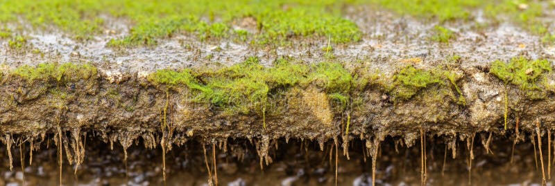 Green Moss Growing on the Edge of a Muddy Cliff Stock Image - Image of ...