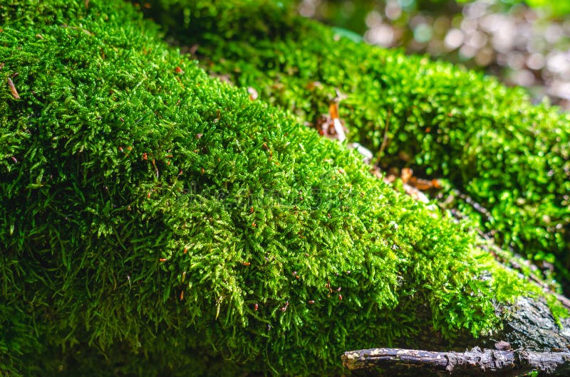 Green Moss Growing in the Forest on Trees. Sunlit Green Moss. Summer ...