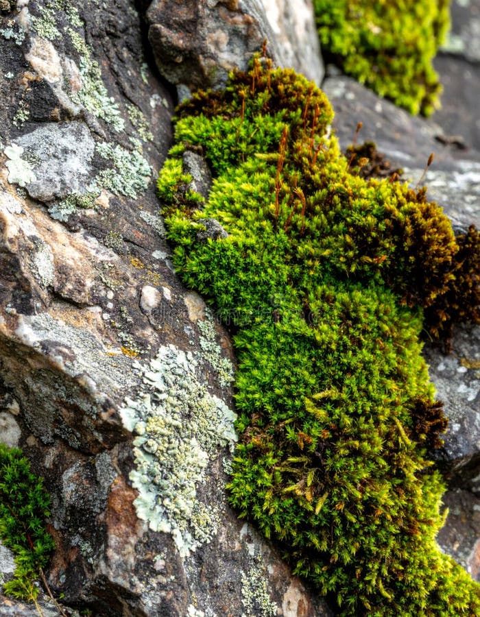 Green Moss Growing on Grey Rock Texture Stock Illustration ...