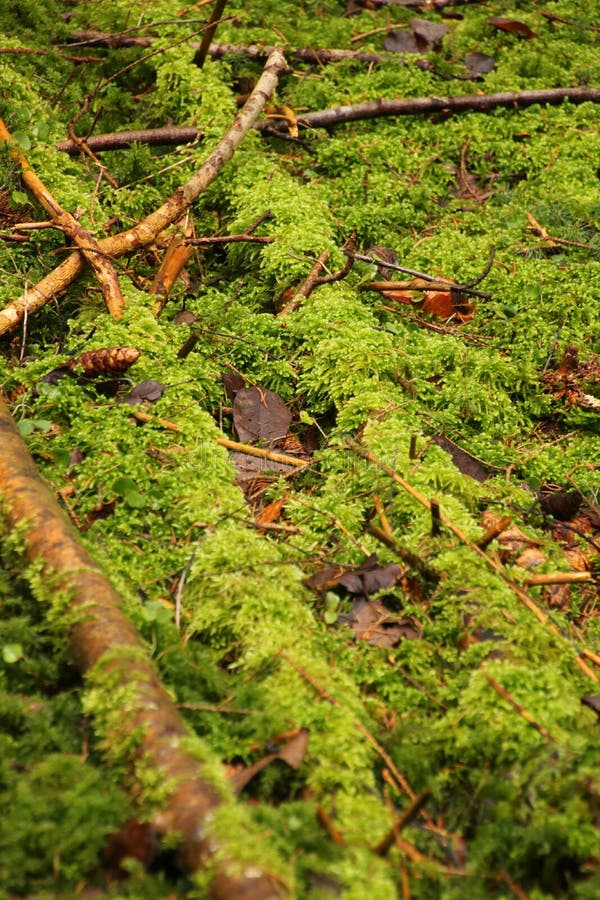 Moss Growing on Laying Trees Stock Image - Image of material, nature ...