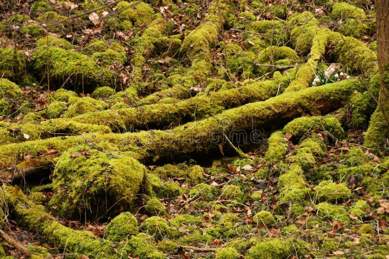 Moss Growing on Laying Trees Stock Photo - Image of material, tree ...