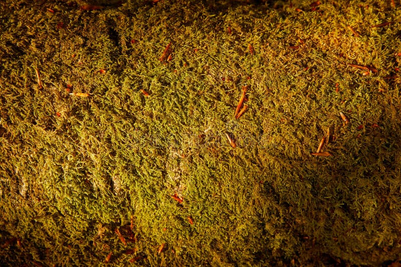 Green Moss Growing on Oak Tree Texture Stock Image - Image of rough ...