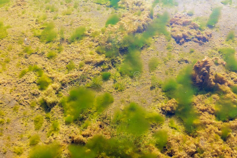 Green Moss Growing in the Pond Stock Image - Image of underwater, pond ...
