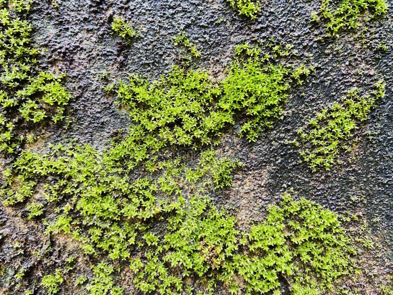 Green moss growing stock photo. Image of growing, regular - 286717208