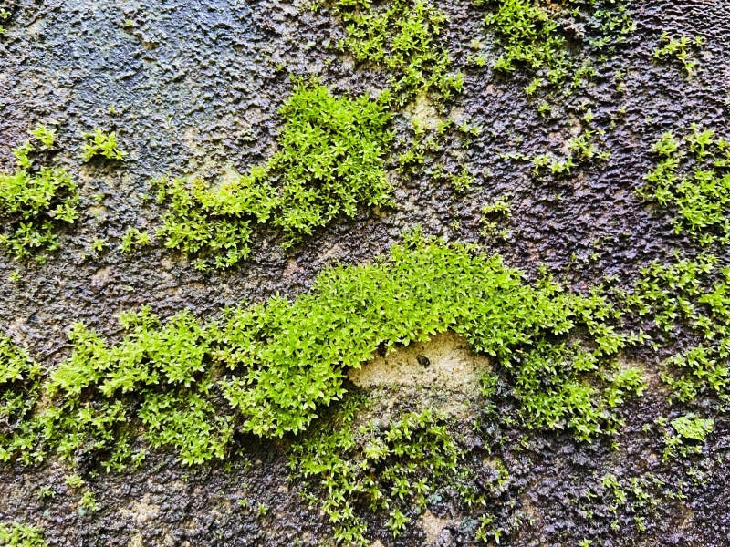Green moss growing stock image. Image of moss, green - 286717217
