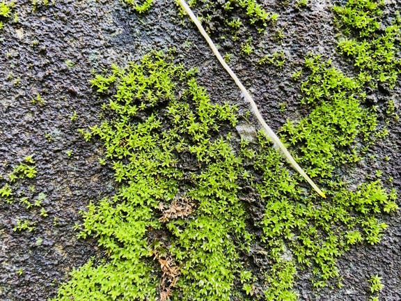 Green moss growing stock image. Image of regular, moss - 286717235