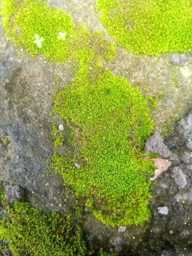 Green Moss Growing on Rocks by the Side of the Road Stock Photo - Image ...