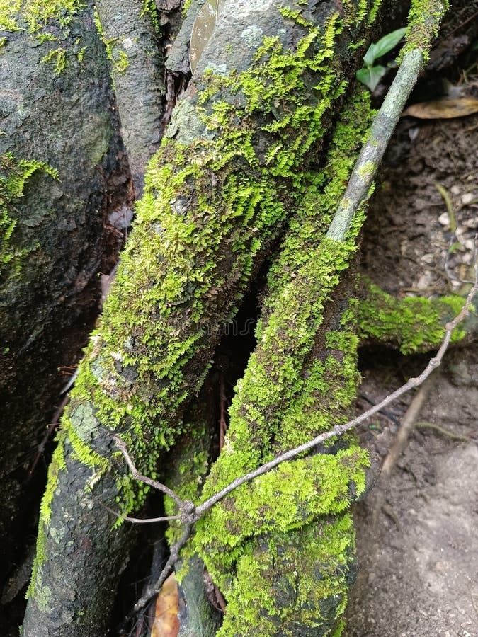Green moss on a log stock photo. Image of deciduous - 290934596