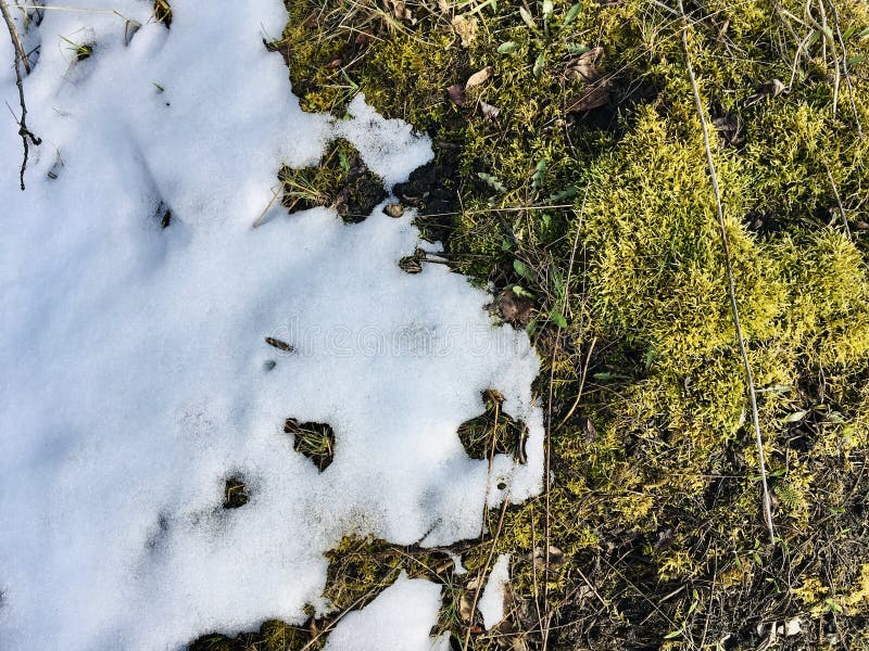 Green Moss Growing through Snow on Forest Ground Stock Photo - Image of ...