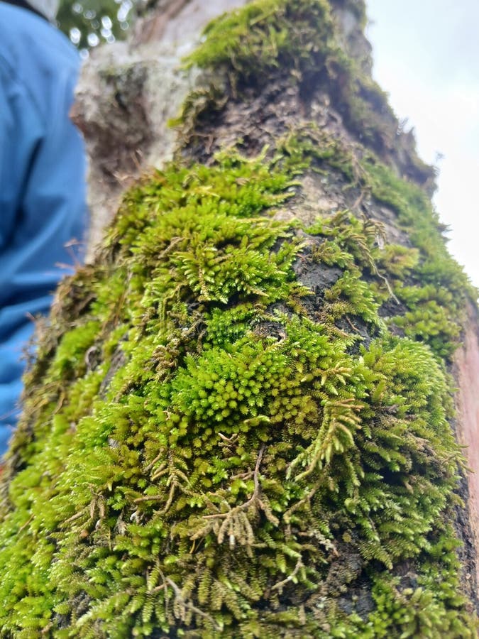 The Green Moss Growing on the Tree is really Beautiful Stock Photo ...