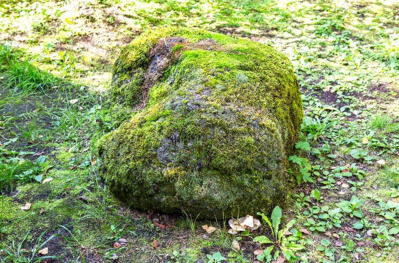 Green Moss Growing Up Cover the Rough Stone Stock Image - Image of ...