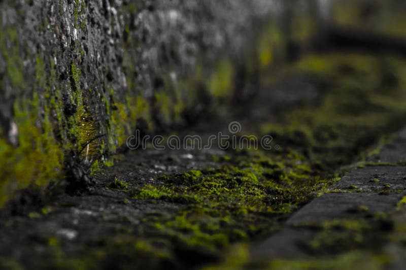Green Moss Growing on the Wall Stock Photo - Image of growing, moss ...