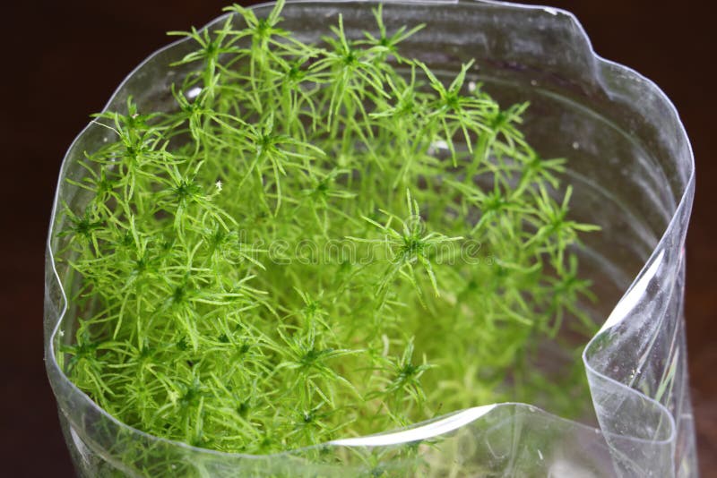 Green Moss is Grown in a Plastic Container for the Root System of ...