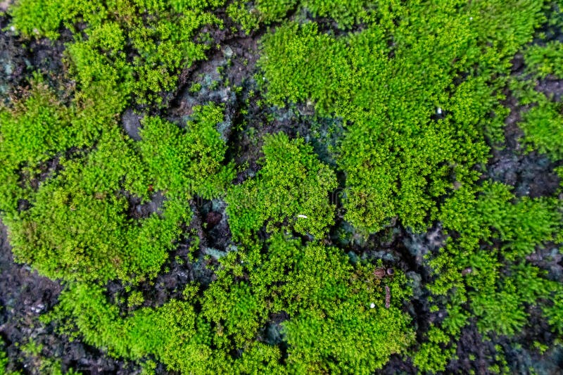 Green Moss Grows Abundantly on the Cement Floor Stock Image - Image of ...