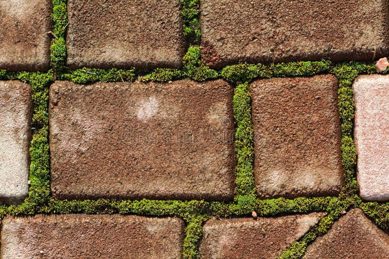 Green Moss Grows between Bricks Stock Image - Image of cobblestone ...