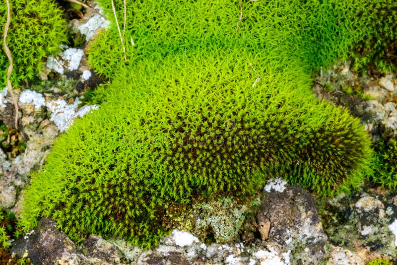 Green Moss Grows on Coastal Shell Rocks in Autumn after Rain Stock ...