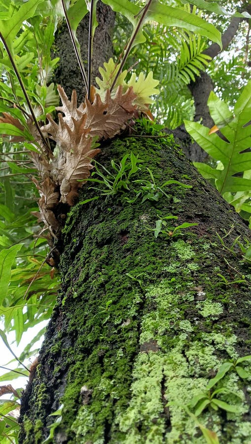 Green Moss Grows on a Large Tree Trunk Stock Photo - Image of wildlife ...