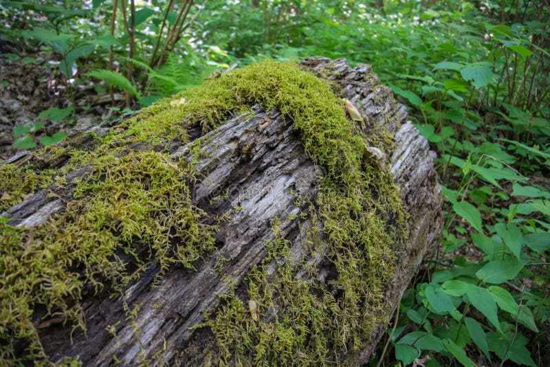 Moss Detail On A Log In A Green Forest Stock Image - Image of root ...