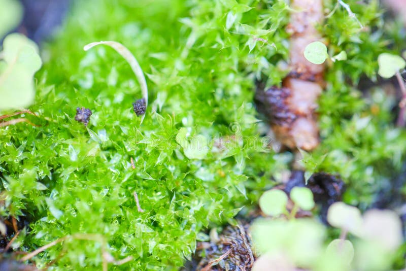 Green Moss Grows in Moist Places. Stock Image - Image of foliage ...