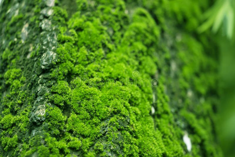 Green Moss Grows in Moist Trees Stock Image - Image of greenery ...