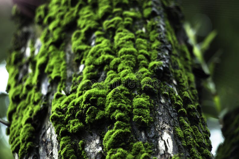 Green Moss Grows in Moist Trees Stock Image - Image of green ...