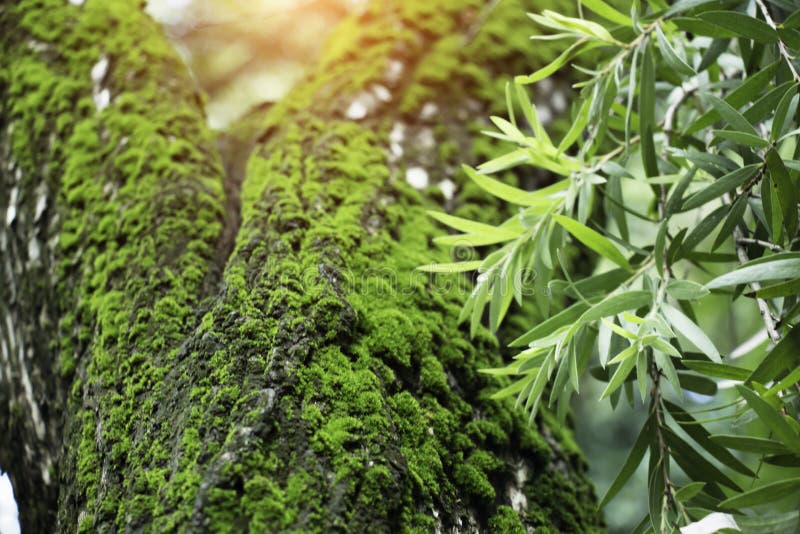 Green Moss Grows in Moist Trees Stock Photo - Image of park, plant ...