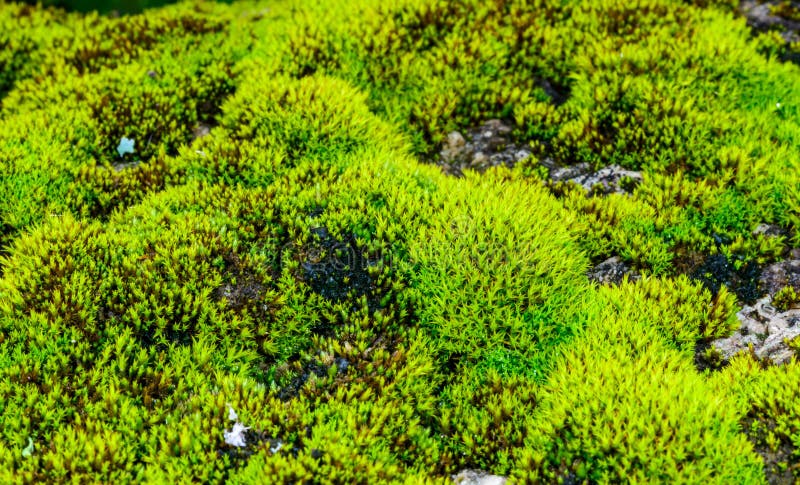 Green Moss Grows on Natural Shell Stones, Ukraine Stock Image - Image ...