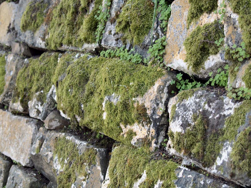 Green Moss Grows on Old Rock Wall Stock Photo - Image of gray, plant ...