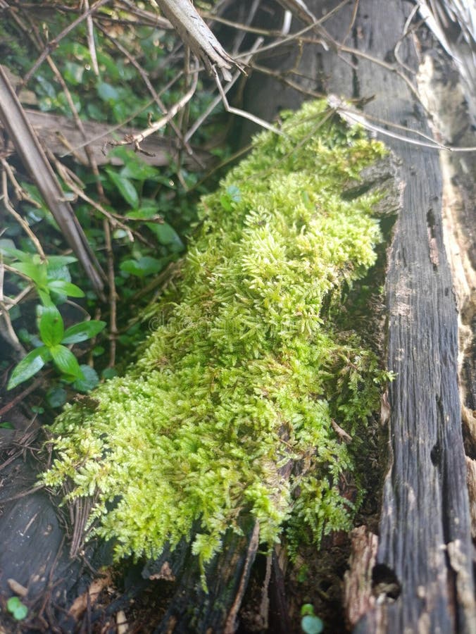 Green Moss Grows on Rotting Wood Stock Photo - Image of green, moss ...