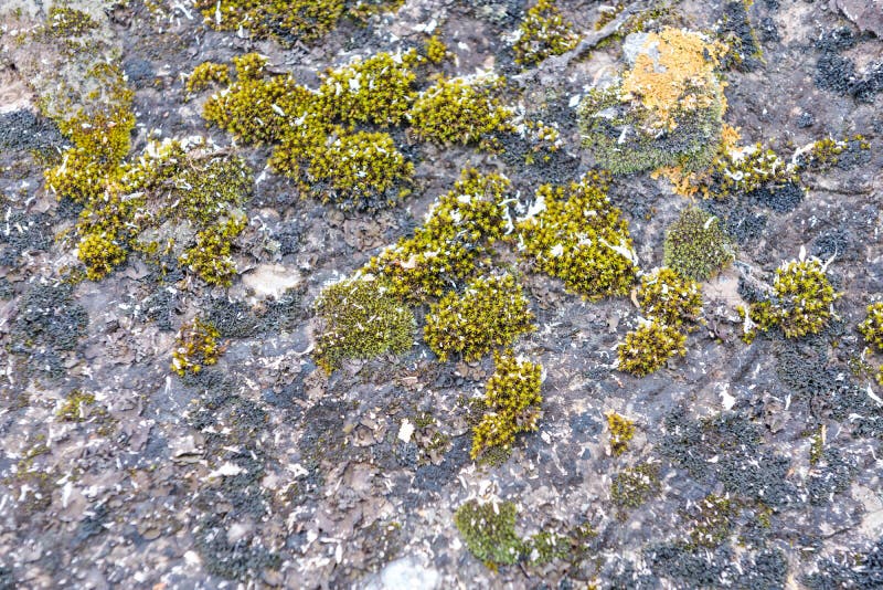 Green Moss Grows on Stones. Wild Nature. Moss on the Stones Close-up ...